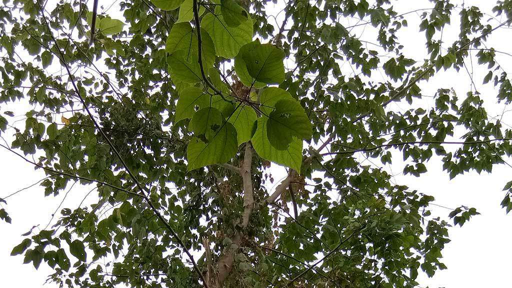 ‘Pest’ plant turned good paper conservation substitute